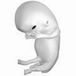 Foetus vs. Fetus: What's the Difference? - Main Difference