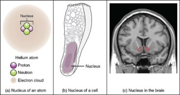 Nucleus vs. Nucleolus: What's the Difference? - Main Difference