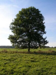 Tree vs. Plant: What's the Difference? - Main Difference