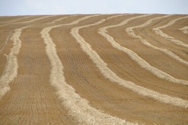 Windrow vs. Winrow: What's the Difference? - Main Difference