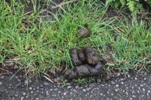 Terd vs. Turd: What's the Difference? - Main Difference