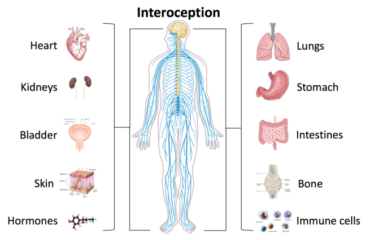 Enteroception vs. Interoception: What's the Difference? - Main Difference