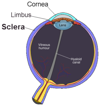 Sclera vs. Conjunctiva: What's the Difference? - Main Difference
