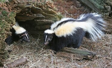 Skunk vs. Polecat: What's the Difference? - Main Difference