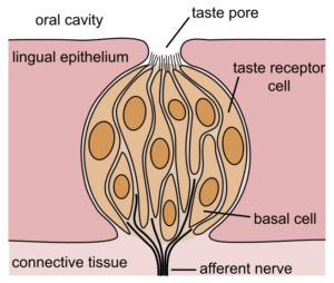 Taste vs. Palate: What's the Difference? - Main Difference