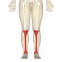 Tibia vs. Fibula: What's the Difference? - Main Difference