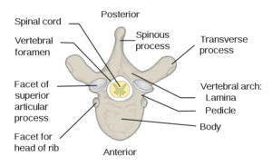 Vertebrae vs. Vertebra: What's the Difference? - Main Difference