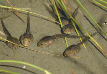 Polliwog vs. Tadpole: What's the Difference? - Main Difference